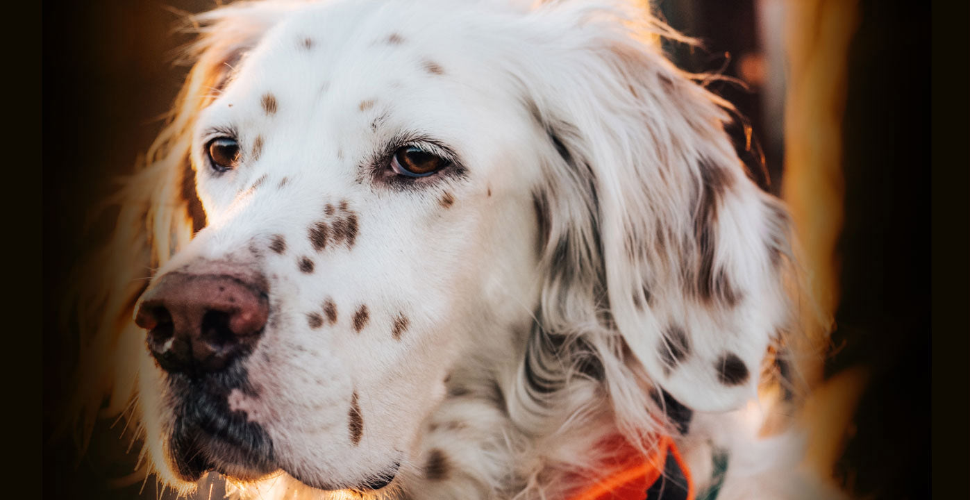 Lake Lodge – GEORGE HI PLANTATION